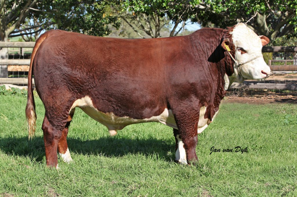WDW1561 | Janiel Herefords